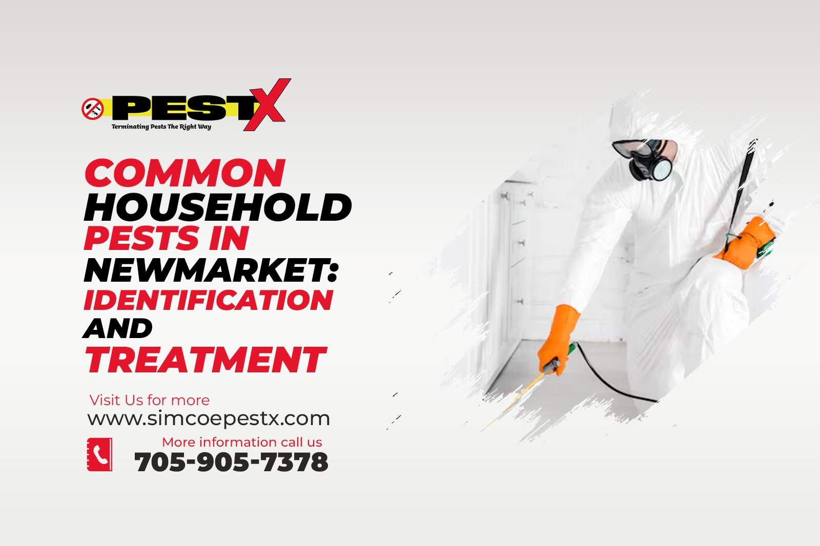 Common Household Pests in Newmarket: Identification and Treatment ...