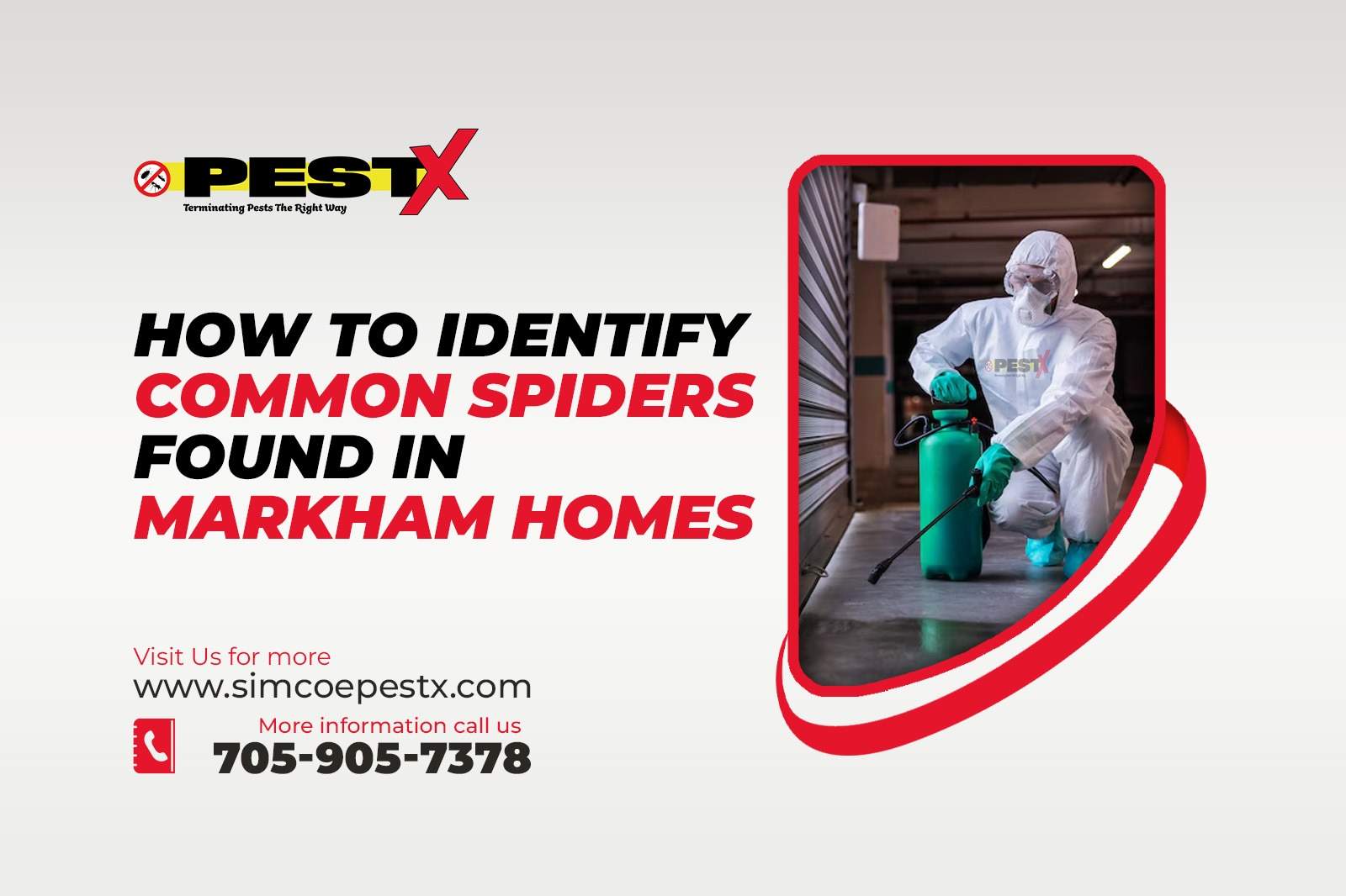 How to Identify Common Spiders Found in Markham Homes - Simcoe Pest X